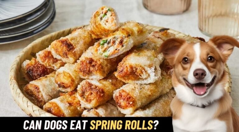 Can Dogs Eat Spring Rolls? (My Dog Ate, What To Do?) - Make Easy Life